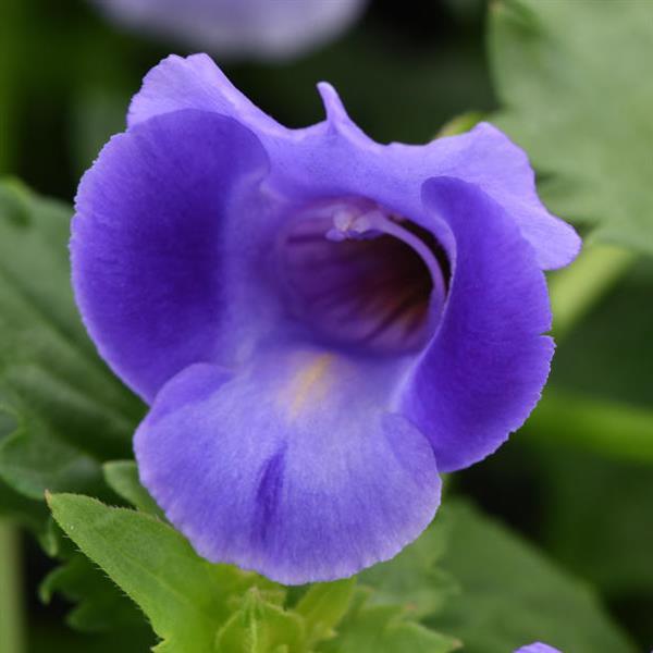 torenia-summer-wave-large-blue | Ahner Greenhouse