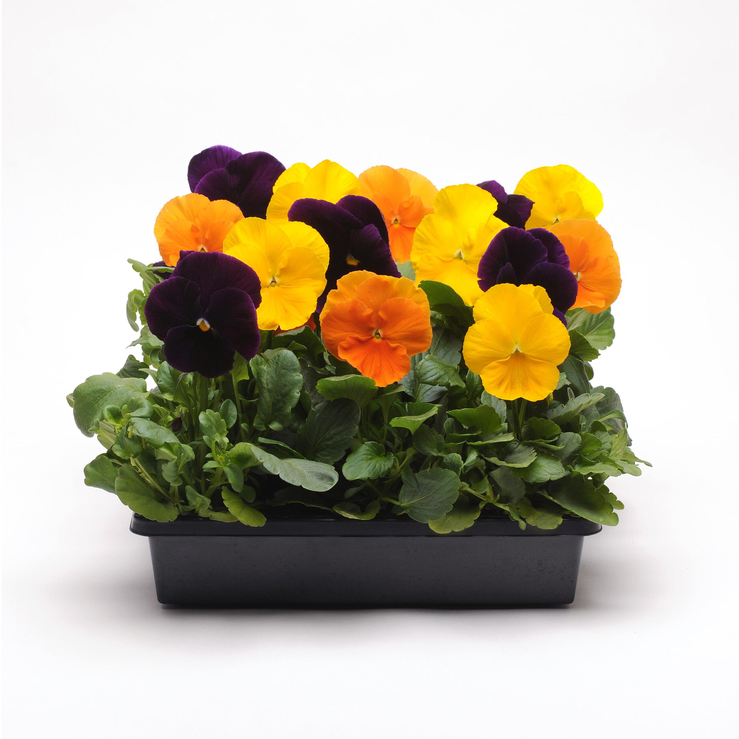 Pansy_Matrix_Harvest_Mix | Ahner Greenhouse