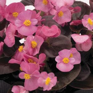 Begonia-Dark-Leaf-Deep-Rose-1-2 | Ahner Greenhouse