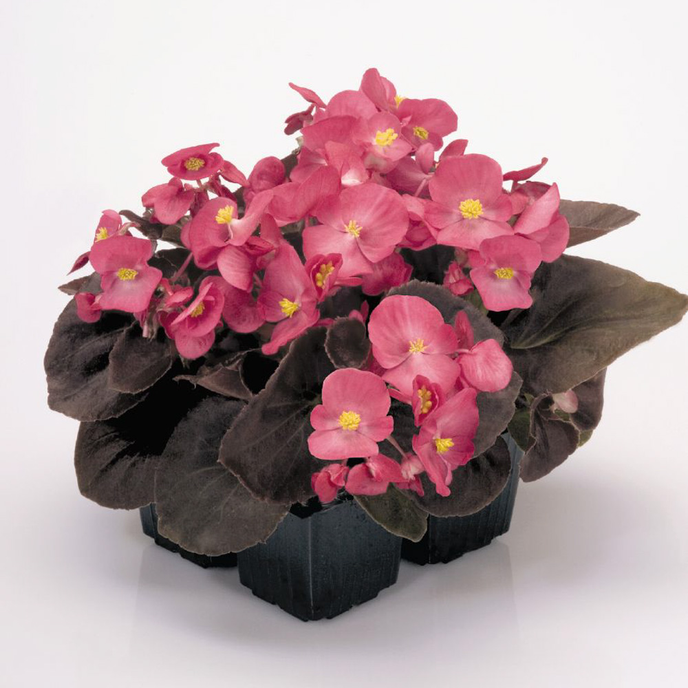 Begonia Dark Leaf Deep Rose | Ahner Greenhouse