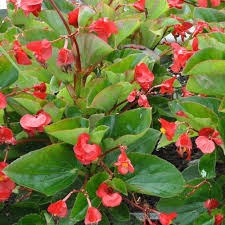 Begonia Whopper Green Leaf Red | Ahner Greenhouse