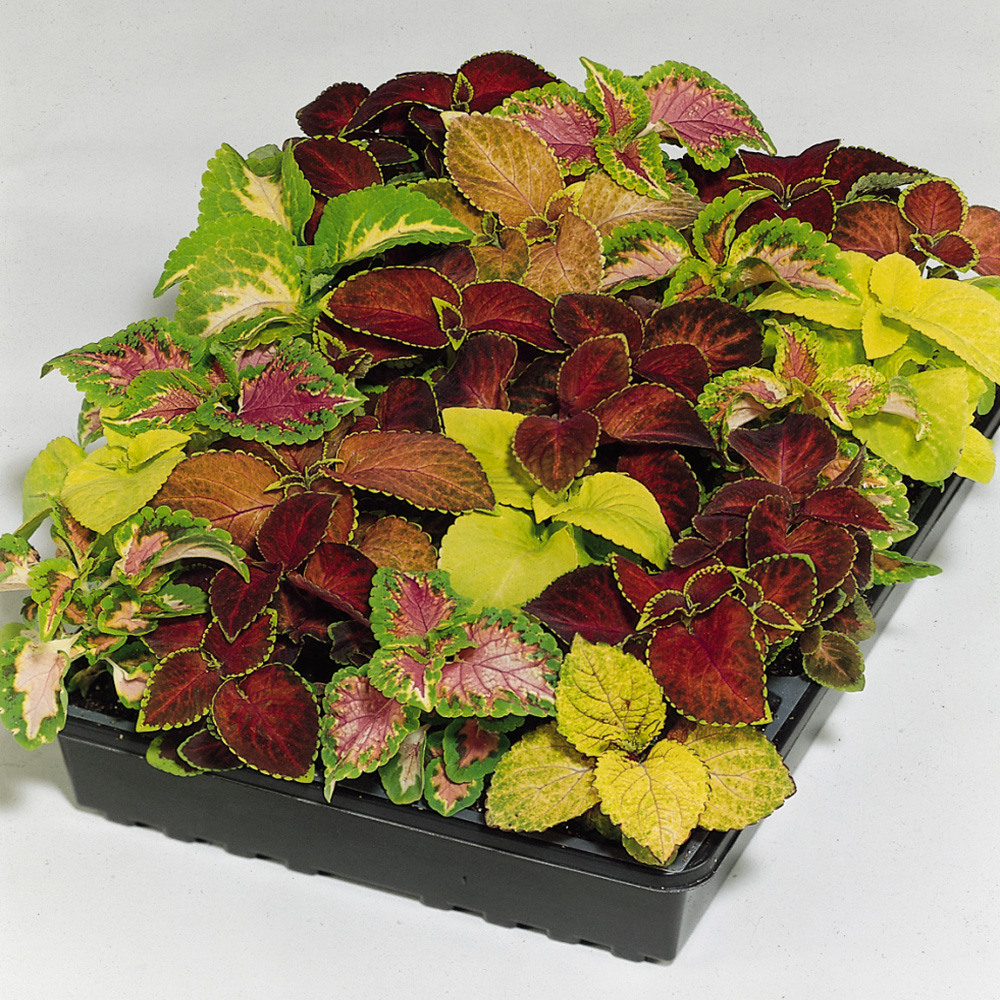Coleus-Mix-2 | Ahner Greenhouse