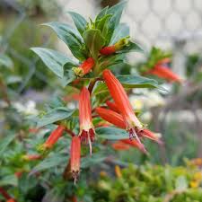 Cuphea-Firecracker-1 | Ahner Greenhouse
