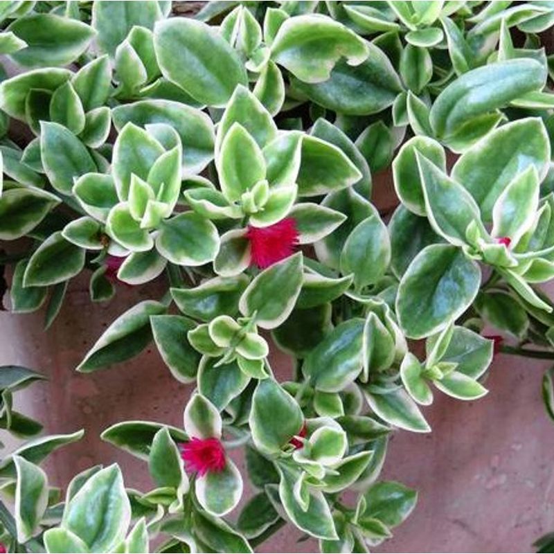 Doreanthus-Mazoo-Trailing-Red-4 | Ahner Greenhouse
