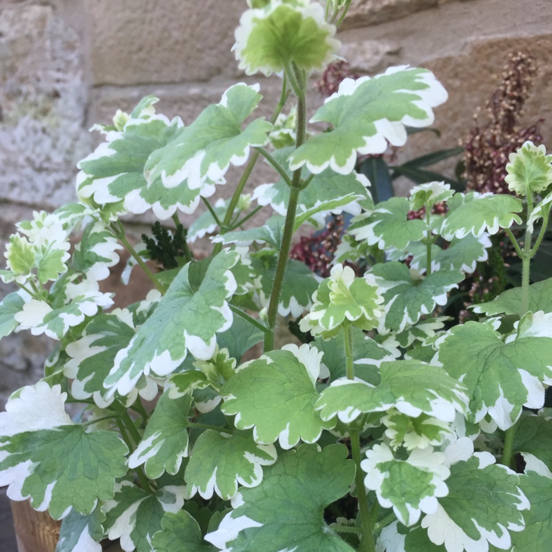 Glechoma Variegata | Ahner Greenhouse