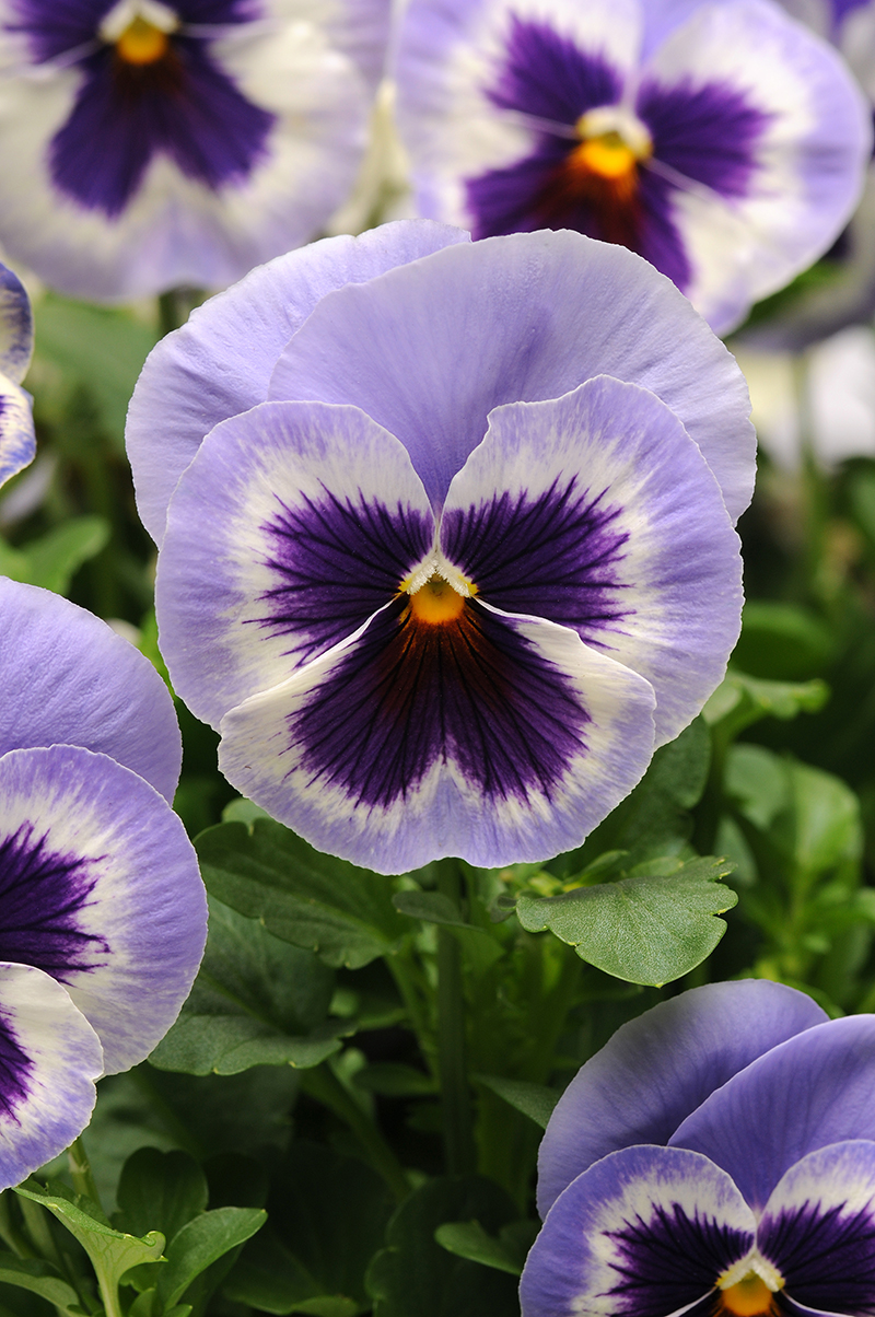 pansy blue wing | Ahner Greenhouse