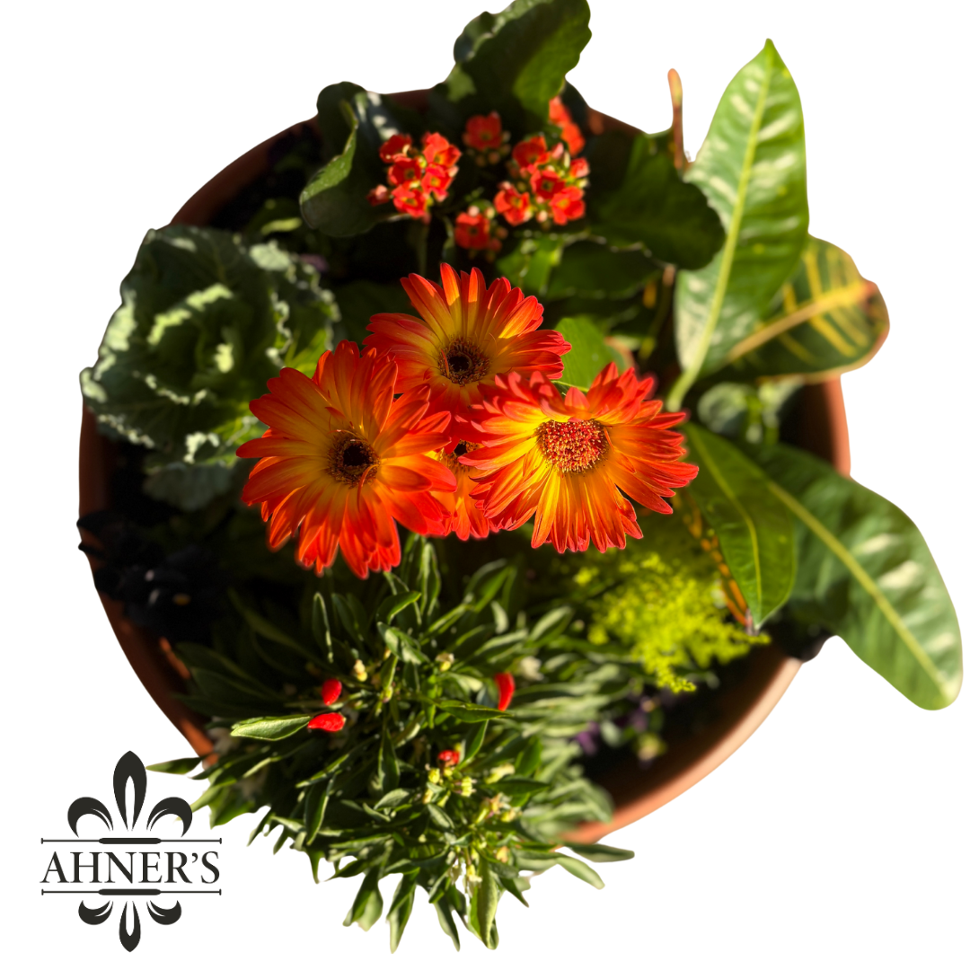 fall combo pot | Ahner Greenhouse